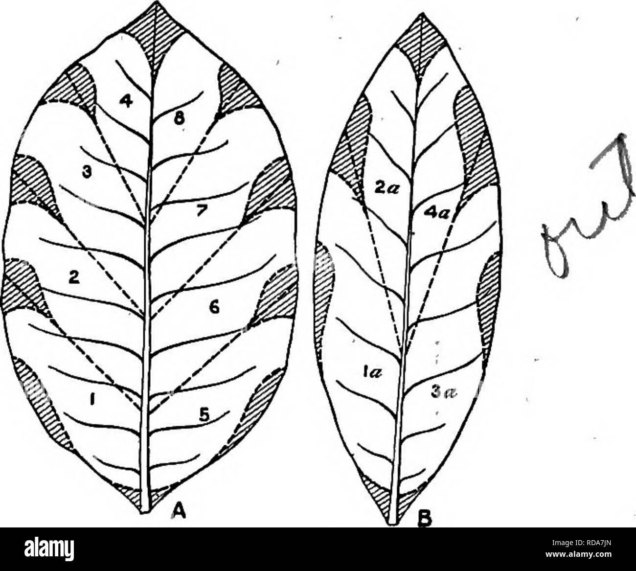 Tobacco curing process Black and White Stock Photos & Images - Alamy
