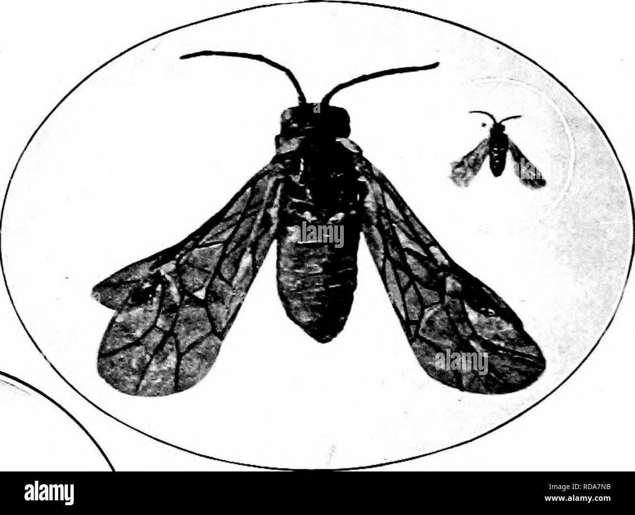 Worm ecosystem Black and White Stock Photos & Images - Alamy