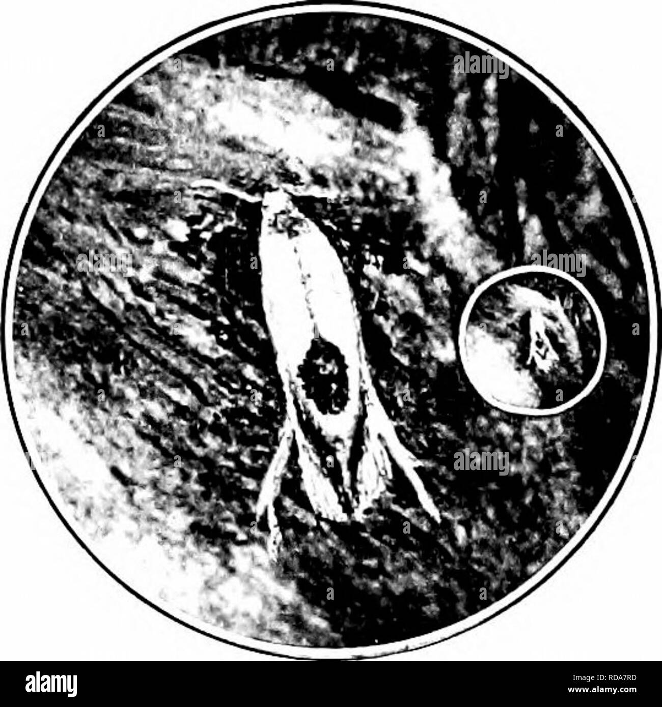 . Injurious insects : how to recognize and control them . Insect pests ...