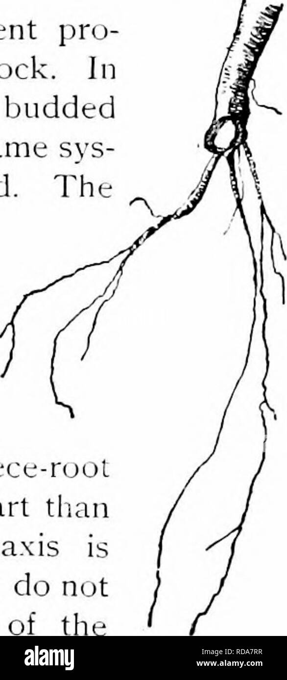 Root system is shallow Black and White Stock Photos & Images - Alamy