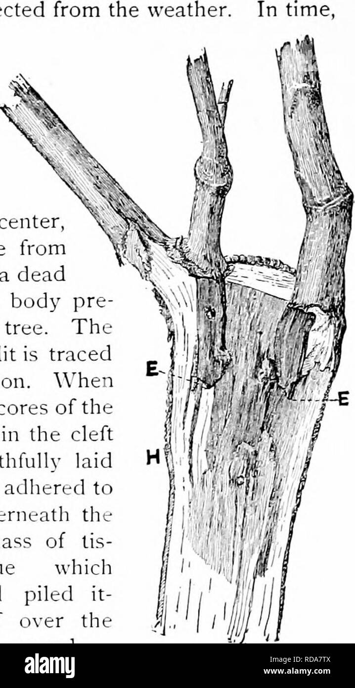 Graft tree Black and White Stock Photos & Images - Alamy