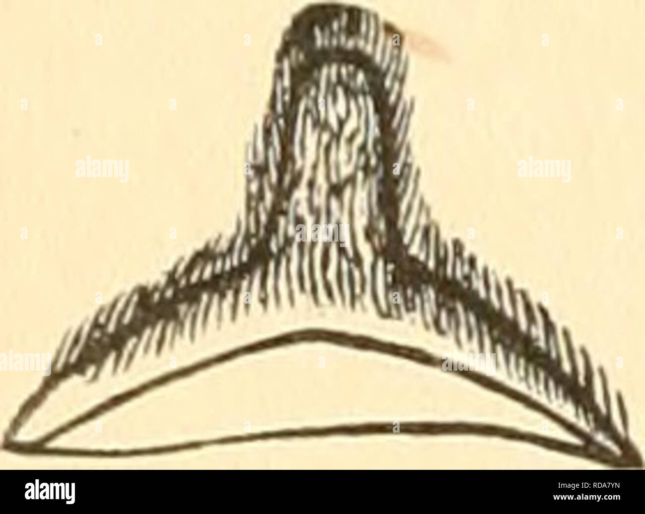 Ordnung der insekten hi-res stock photography and images - Alamy