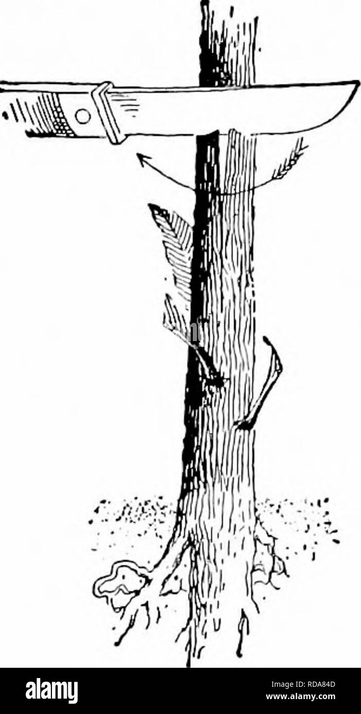 Budding twig Black and White Stock Photos & Images - Alamy