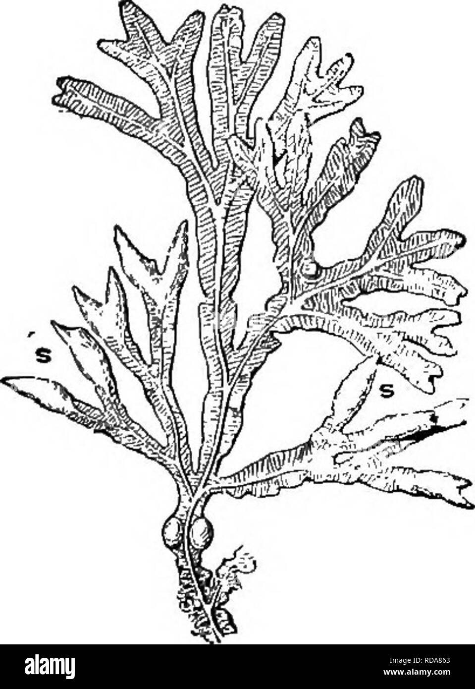 Fucus eggs Black and White Stock Photos & Images - Alamy