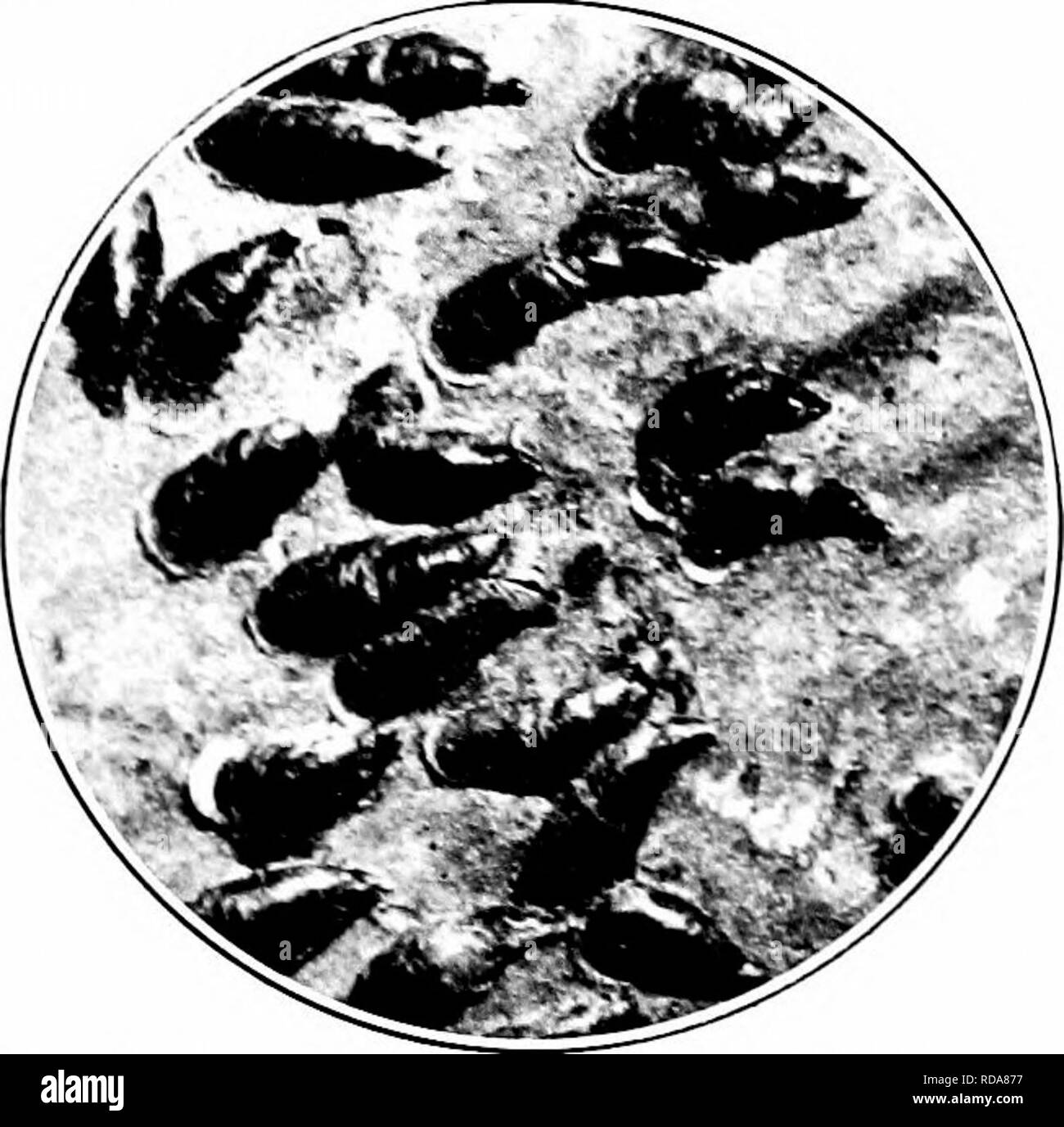 Female scale insect Black and White Stock Photos & Images - Alamy