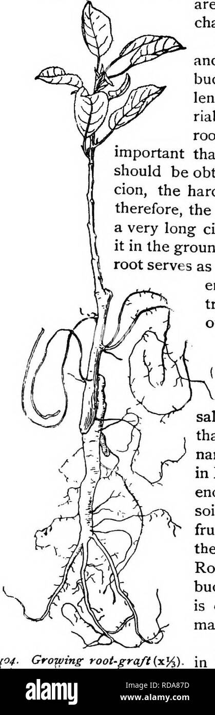 Common root rot Black and White Stock Photos & Images - Alamy