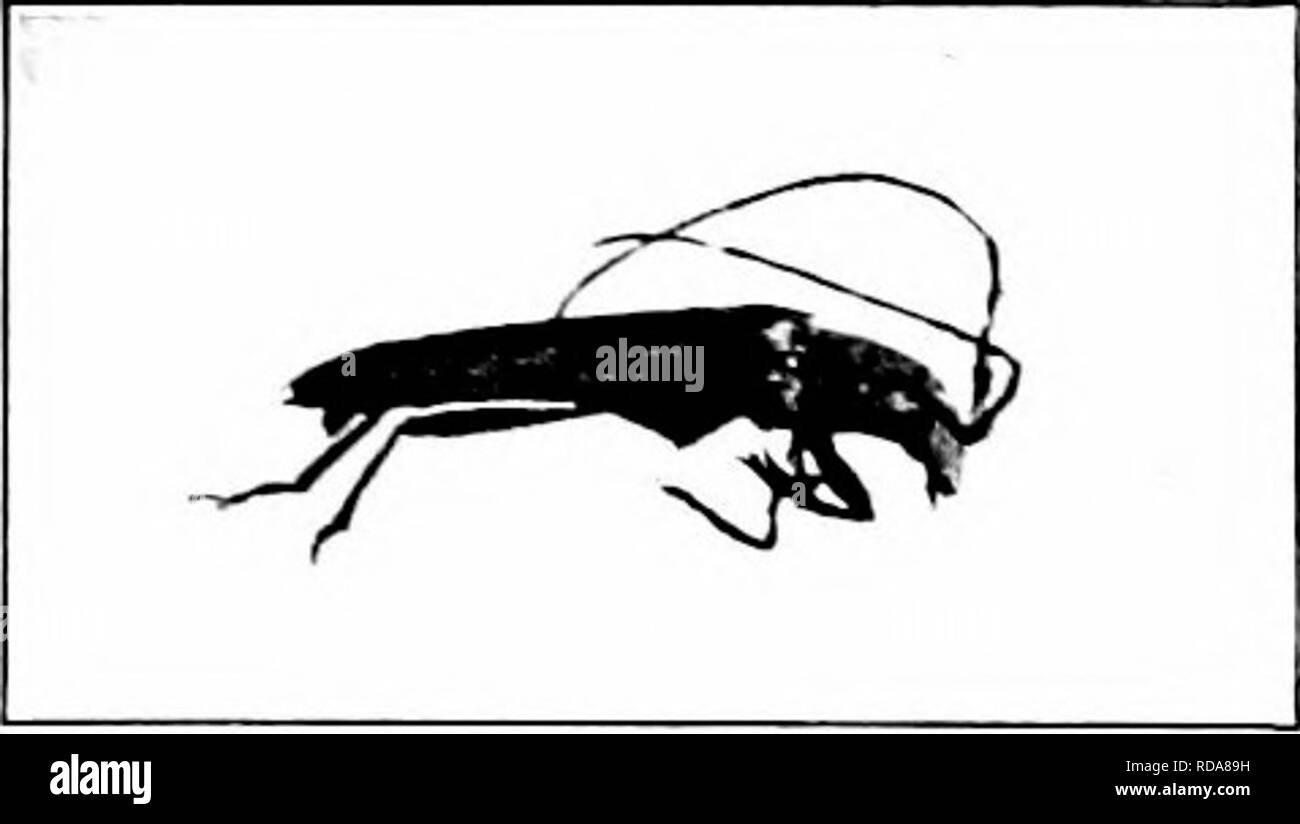 . Injurious insects : how to recognize and control them . Insect pests ...