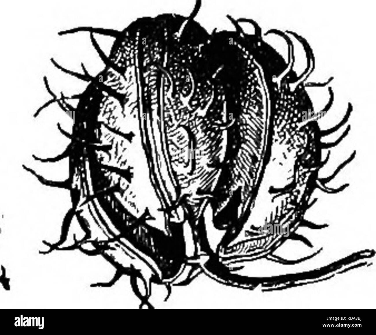 Five types of fruit Black and White Stock Photos & Images - Alamy