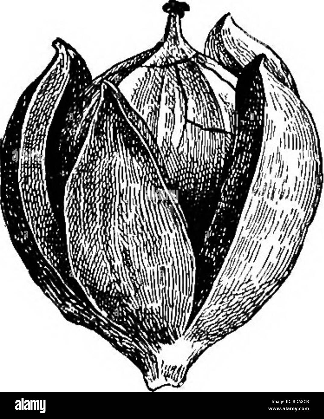 Cup nuts Black and White Stock Photos & Images - Alamy