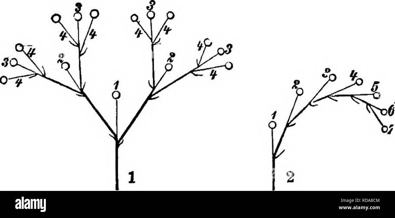 Spadix Black and White Stock Photos & Images - Alamy