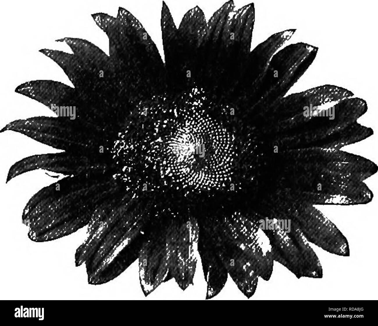 Longitudinal section of a flower Cut Out Stock Images & Pictures - Alamy