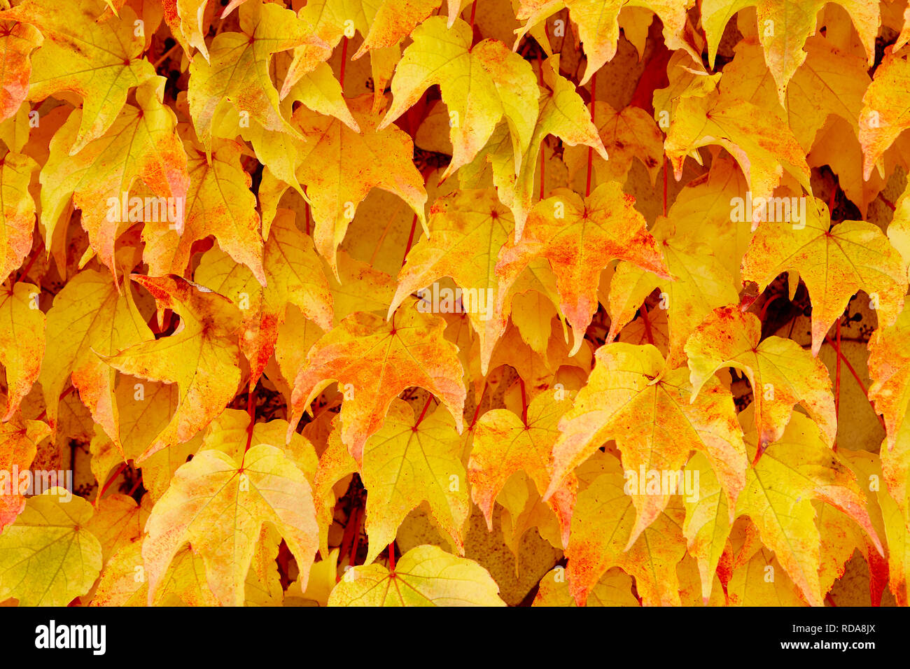 Illustration fall foliage horizontal hi-res stock photography and ...