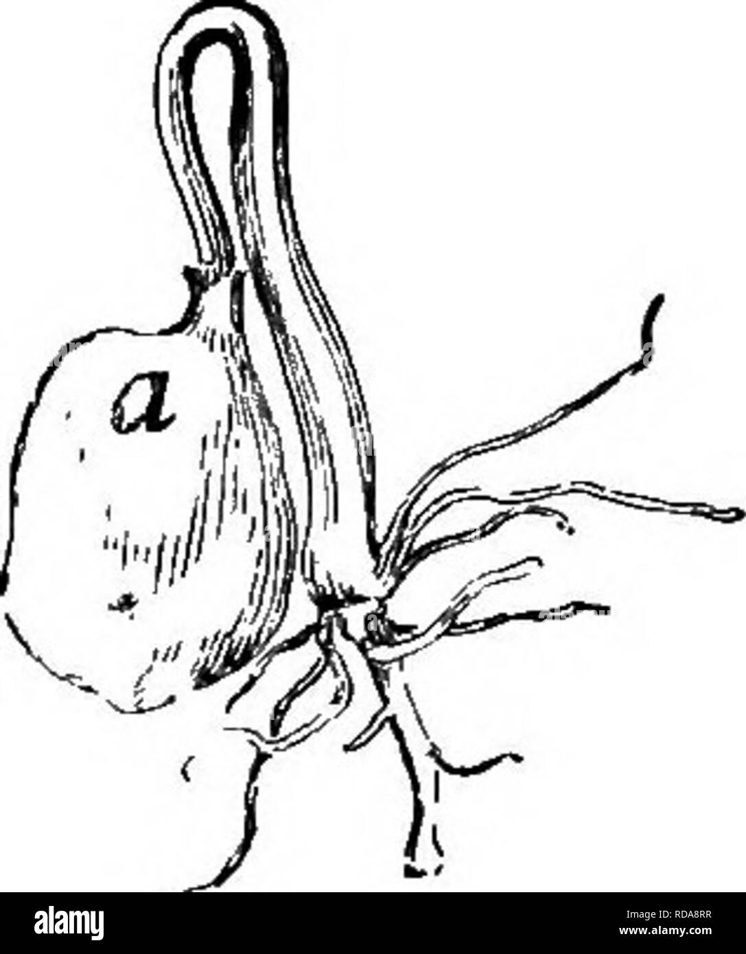 Hilum Black and White Stock Photos & Images - Alamy