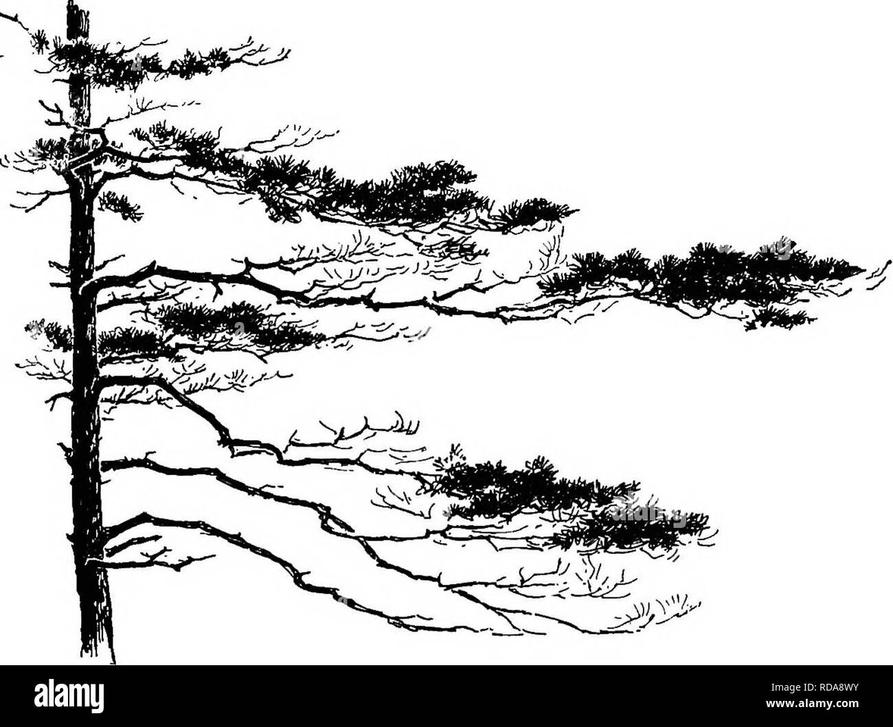 Tree dropping leaves Black and White Stock Photos & Images - Alamy