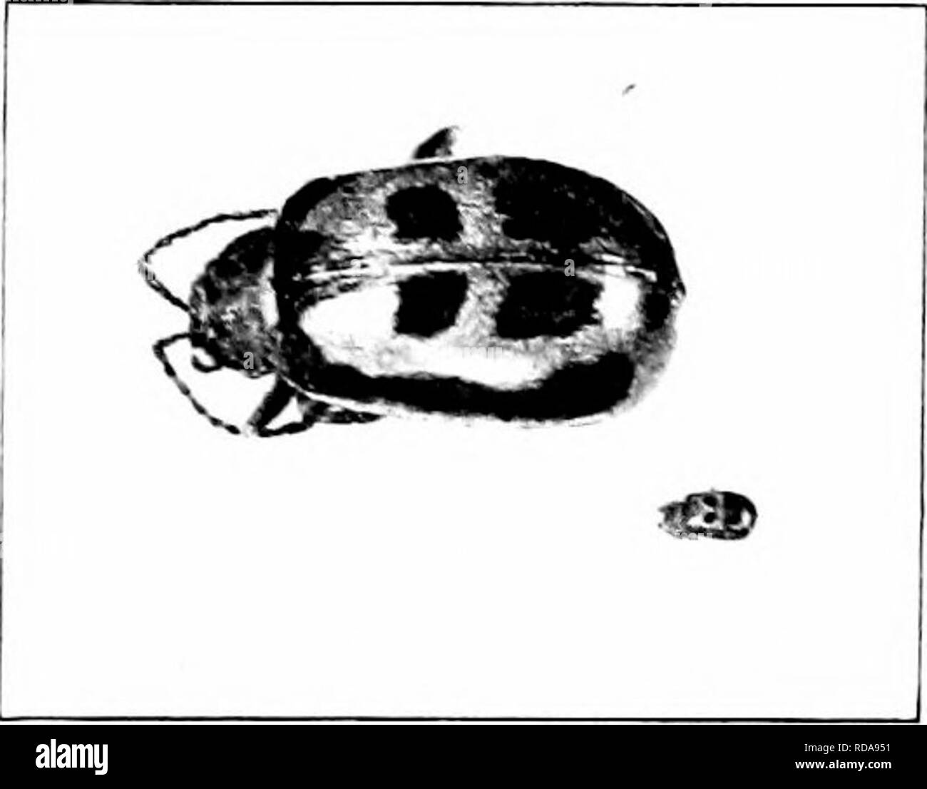 Beetles band Black and White Stock Photos & Images - Alamy