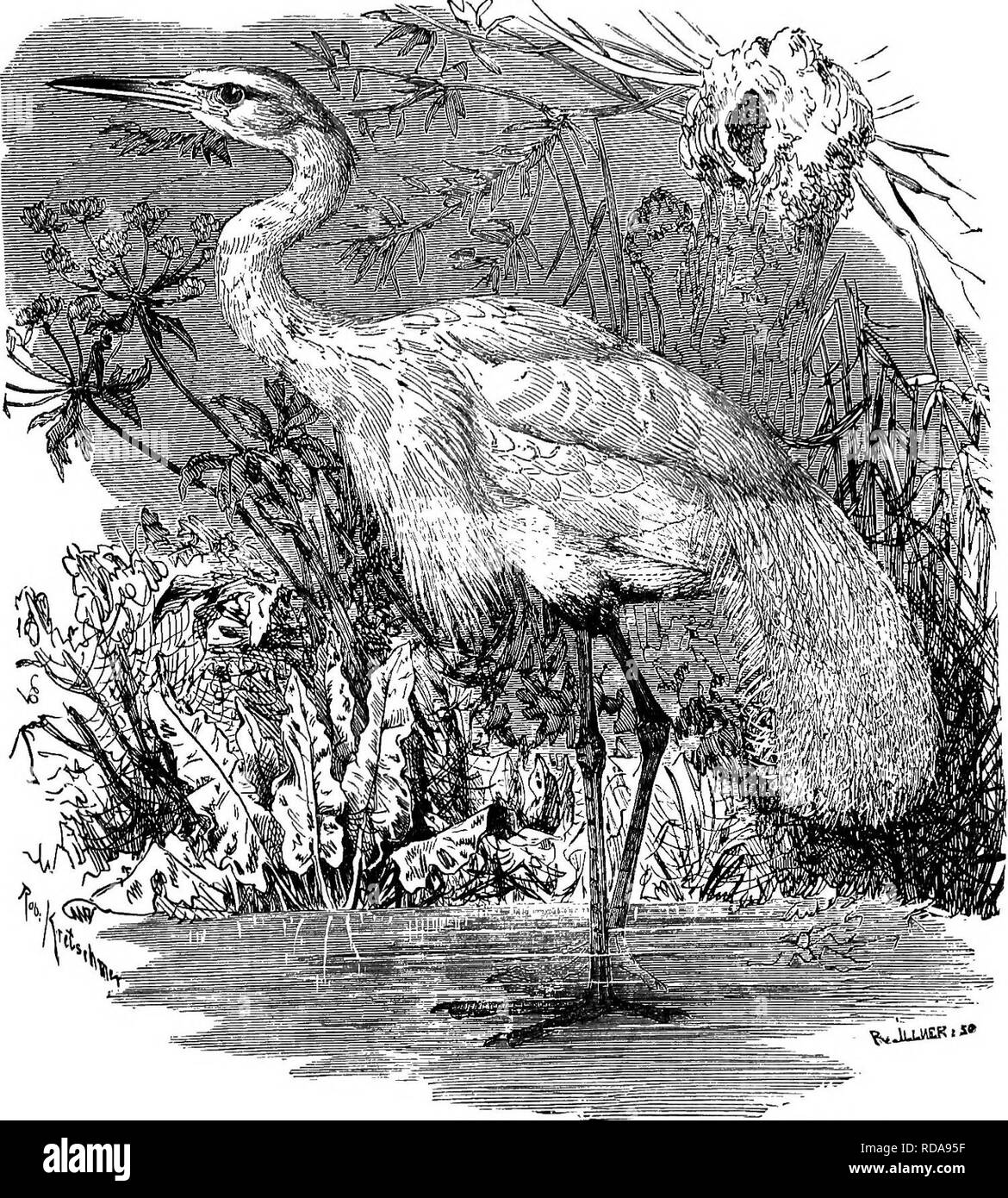 Drooping feathers Black and White Stock Photos & Images - Alamy