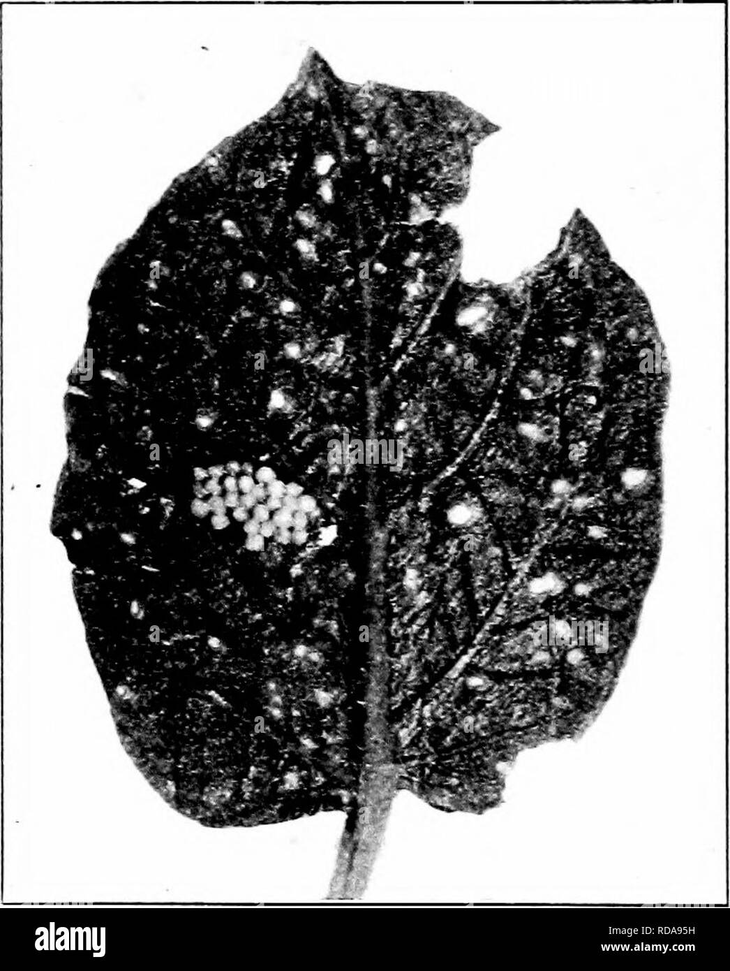 Insects food paris hi-res stock photography and images - Alamy