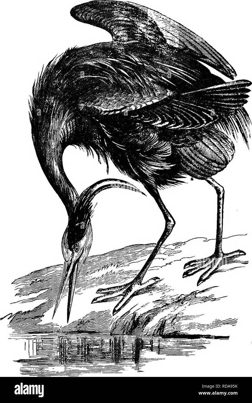 Recurved bill Black and White Stock Photos & Images - Alamy