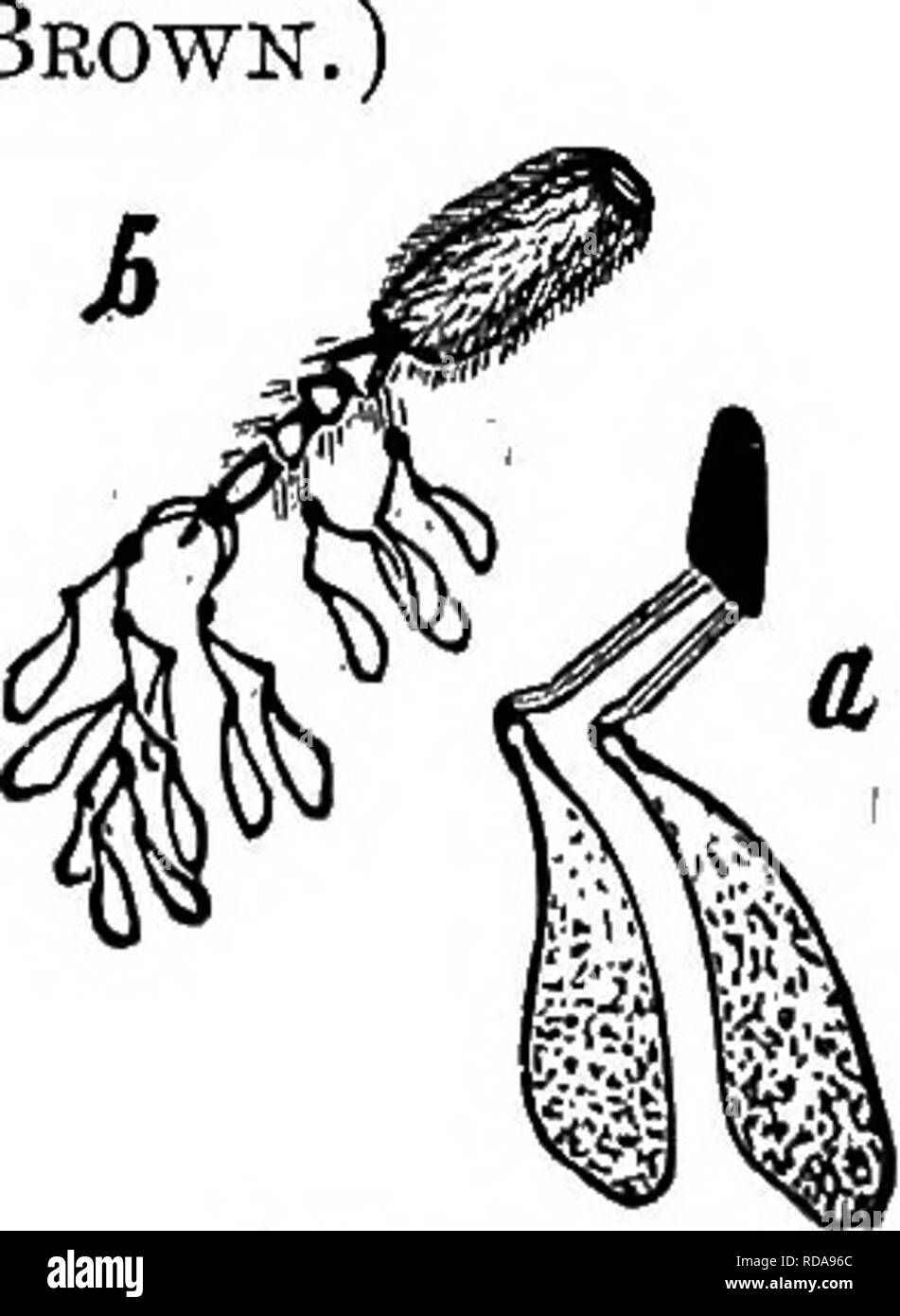 Pollen sacks on honey bee Black and White Stock Photos & Images - Alamy