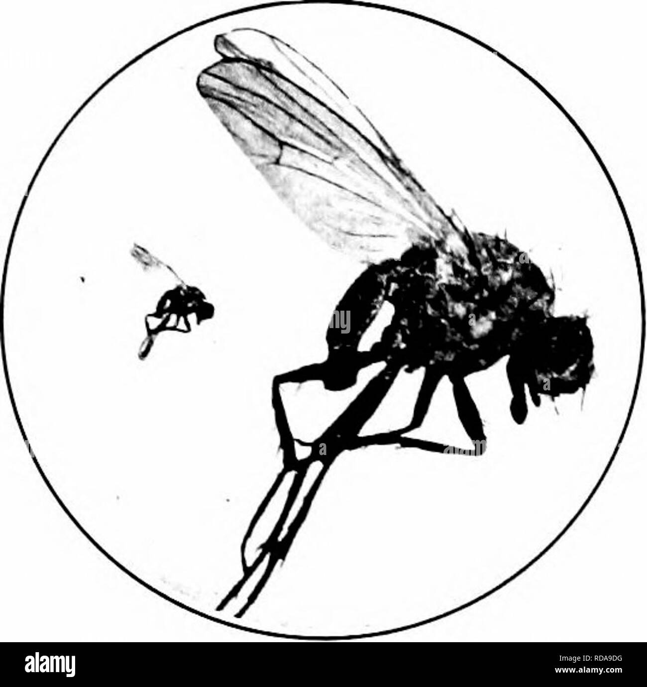 . Injurious insects : how to recognize and control them . Insect pests ...
