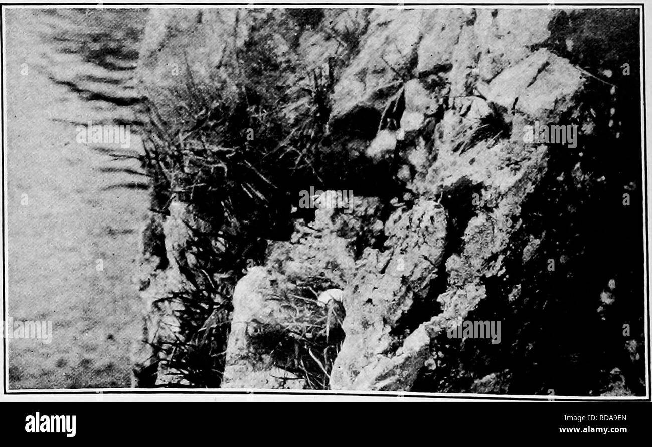 St matthew island alaska hi-res stock photography and images - Alamy