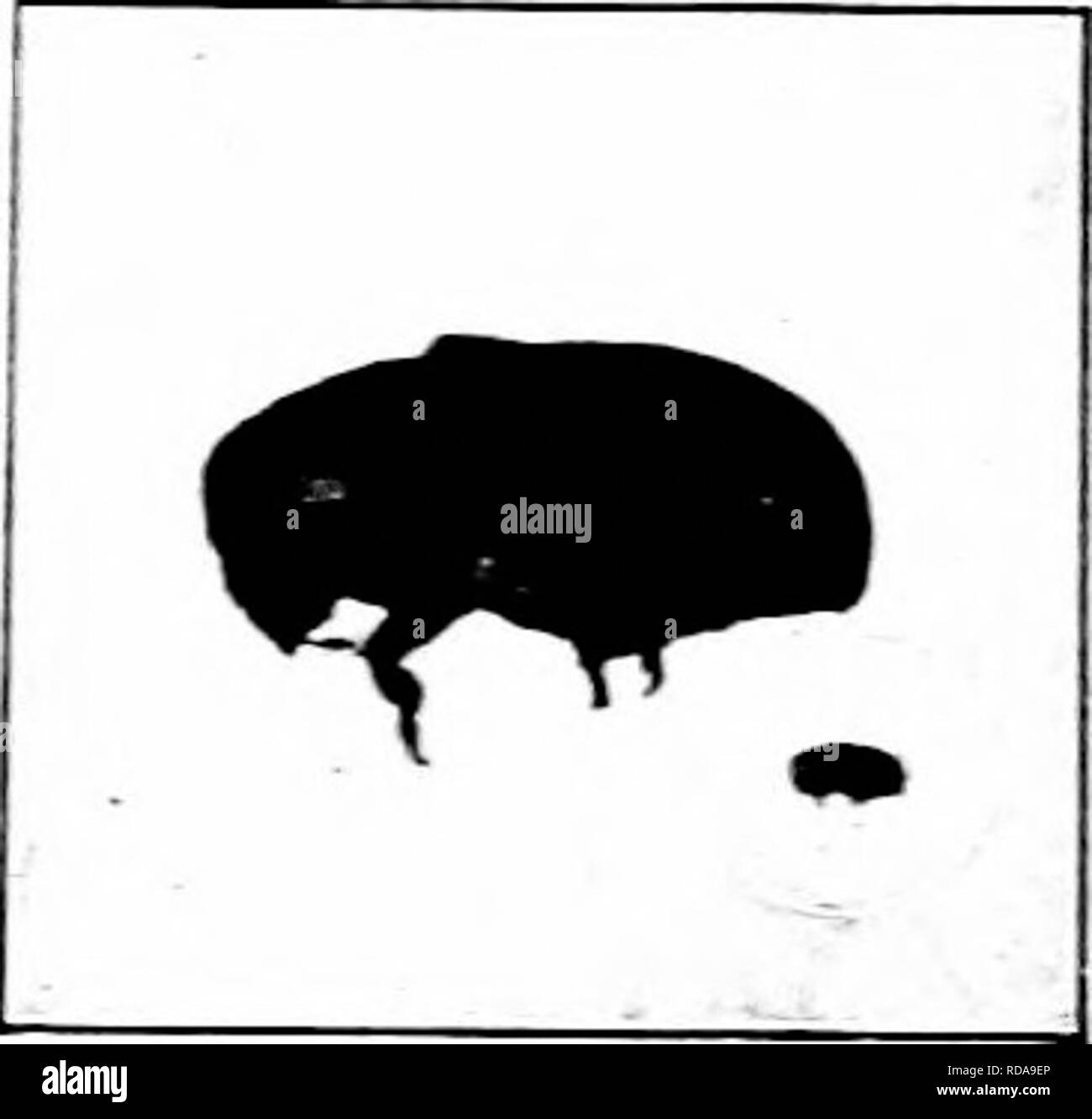 . Injurious insects : how to recognize and control them . Insect pests ...