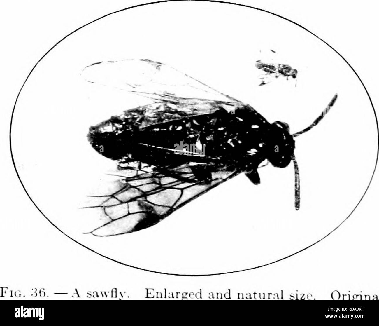 . Injurious insects : how to recognize and control them . Insect pests ...