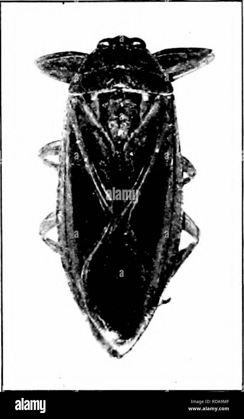 Jumping insects Black and White Stock Photos & Images - Alamy