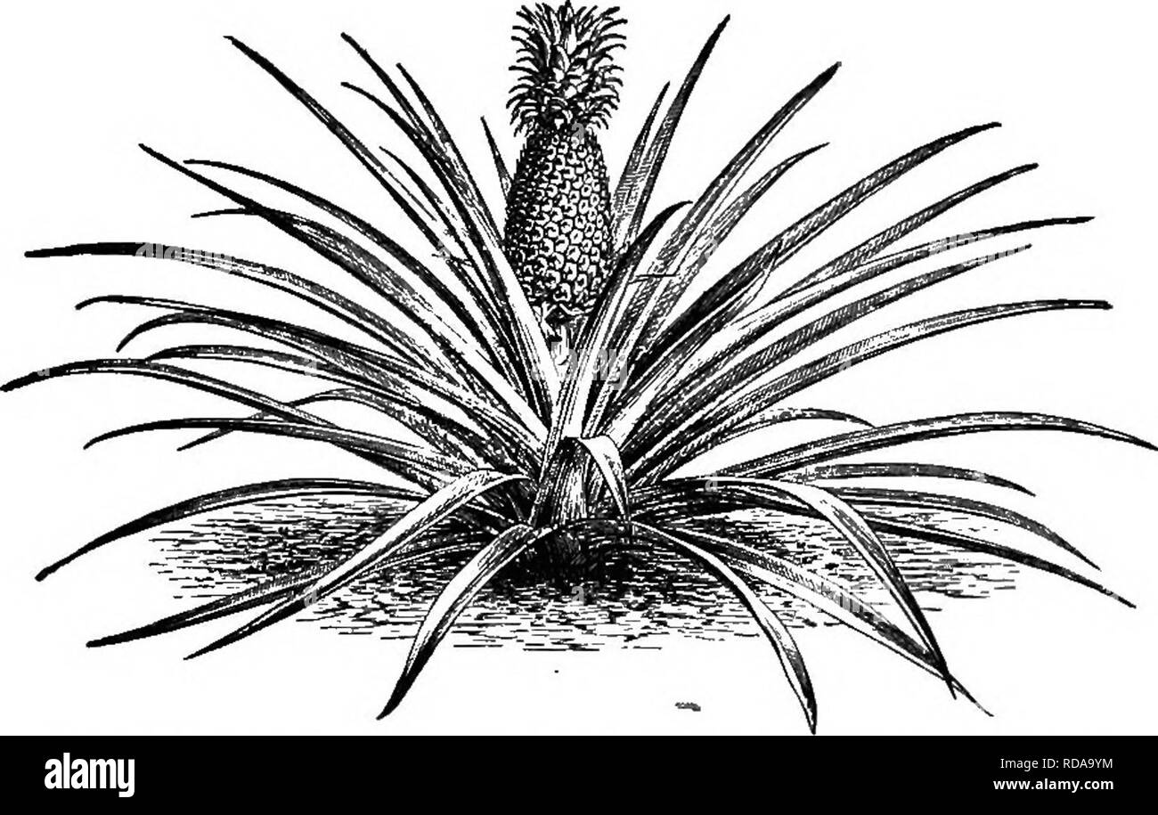 Sword pineapple Black and White Stock Photos & Images - Alamy