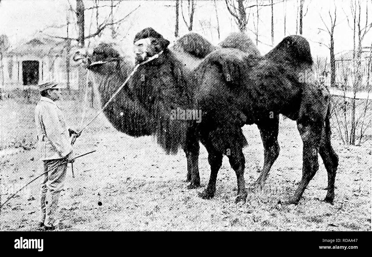 Bactrian camels seen in hi-res stock photography and images - Alamy
