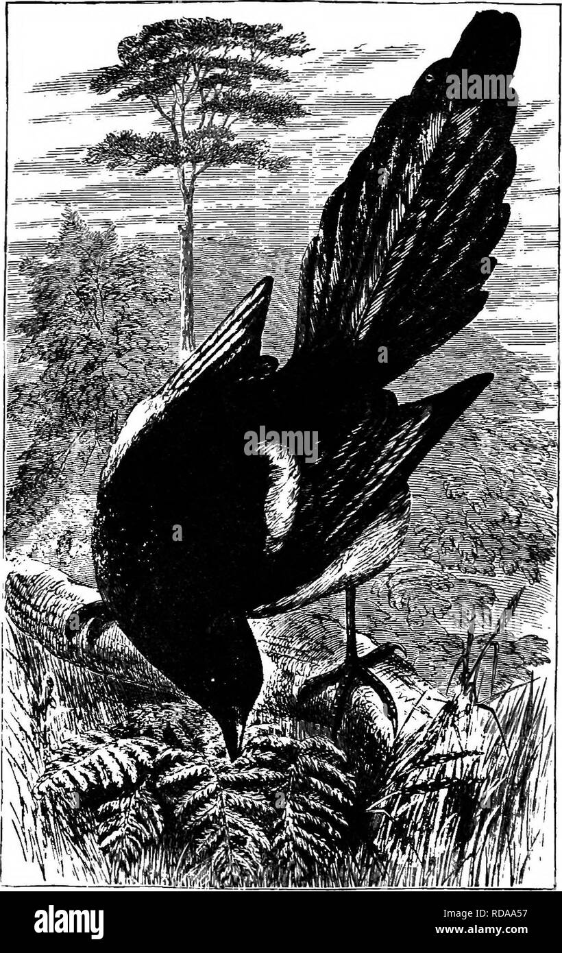 Red And White Bird Rio 2