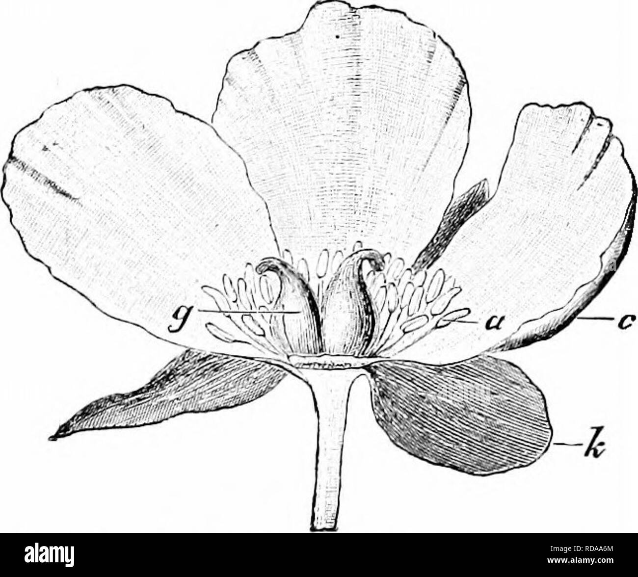 corolla flower example