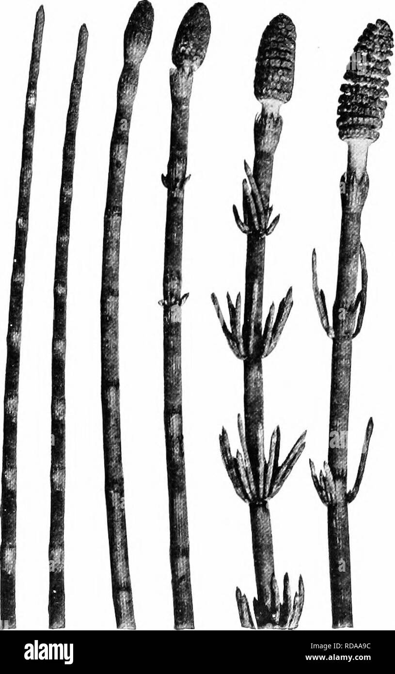 . A text-book of botany for secondary schools. Botany. CHAPTER XI ...