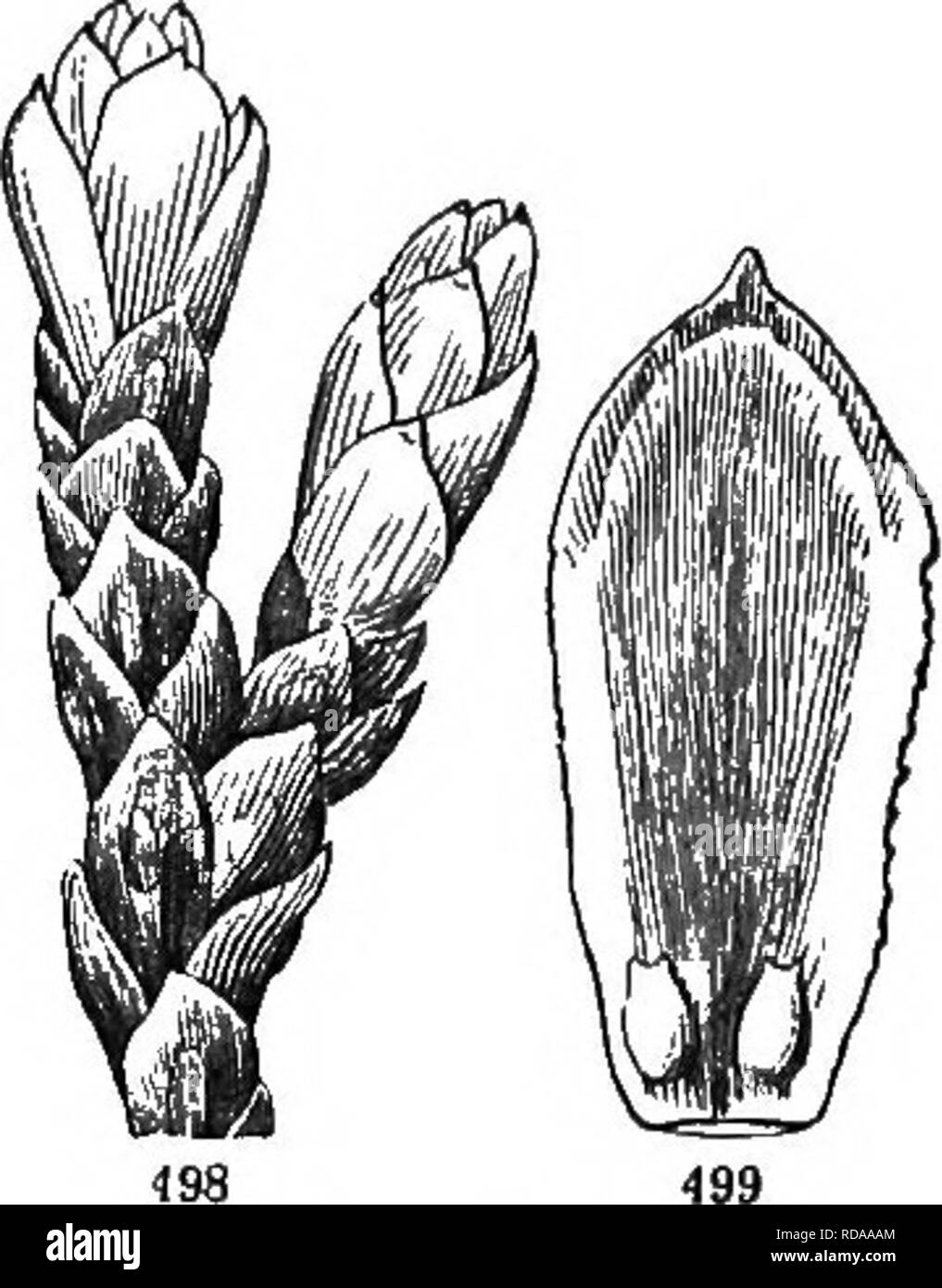 . Botany for young people and common schools. How plants grow, a simple ...