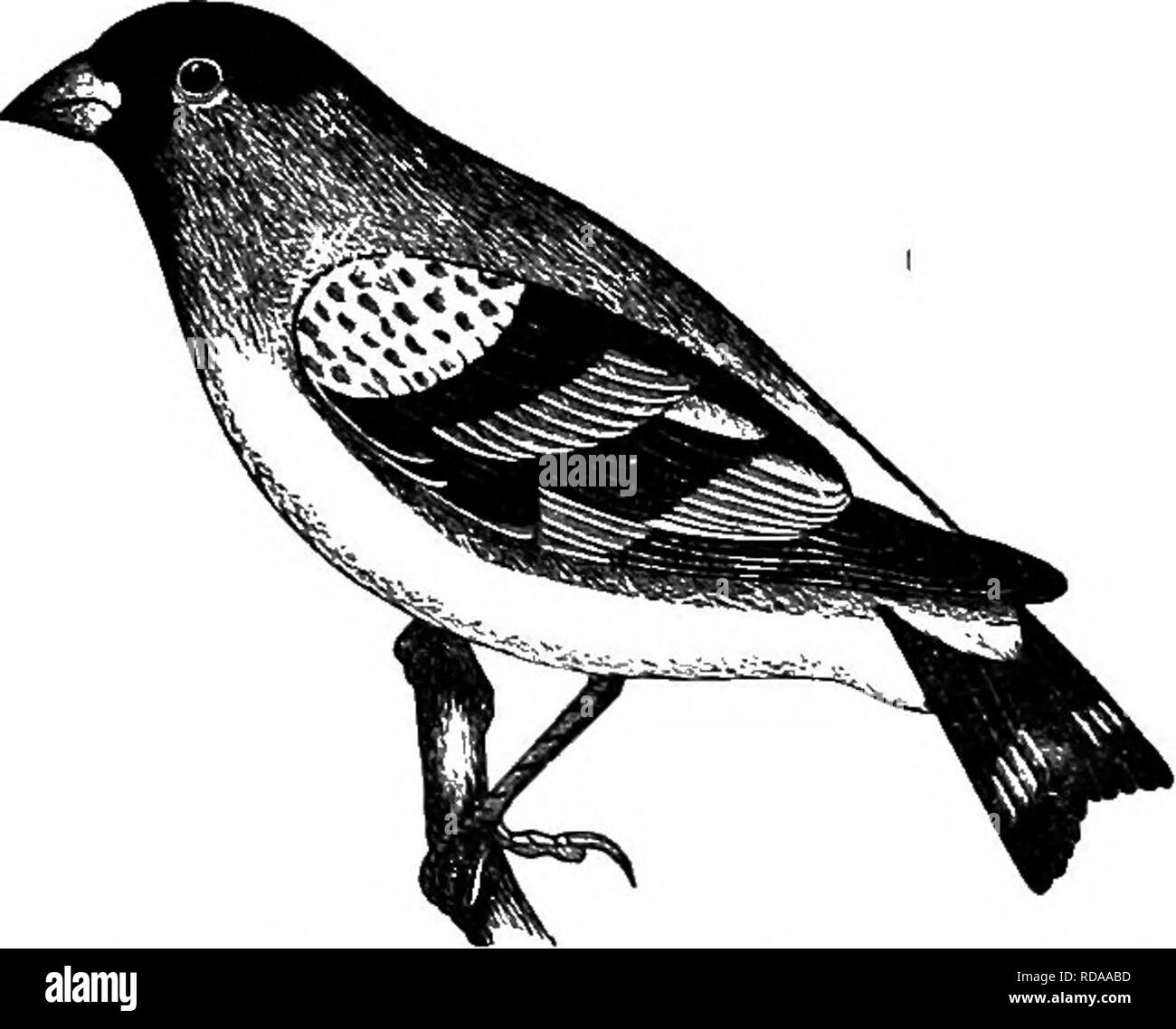 Audubon boundary hi-res stock photography and images - Alamy