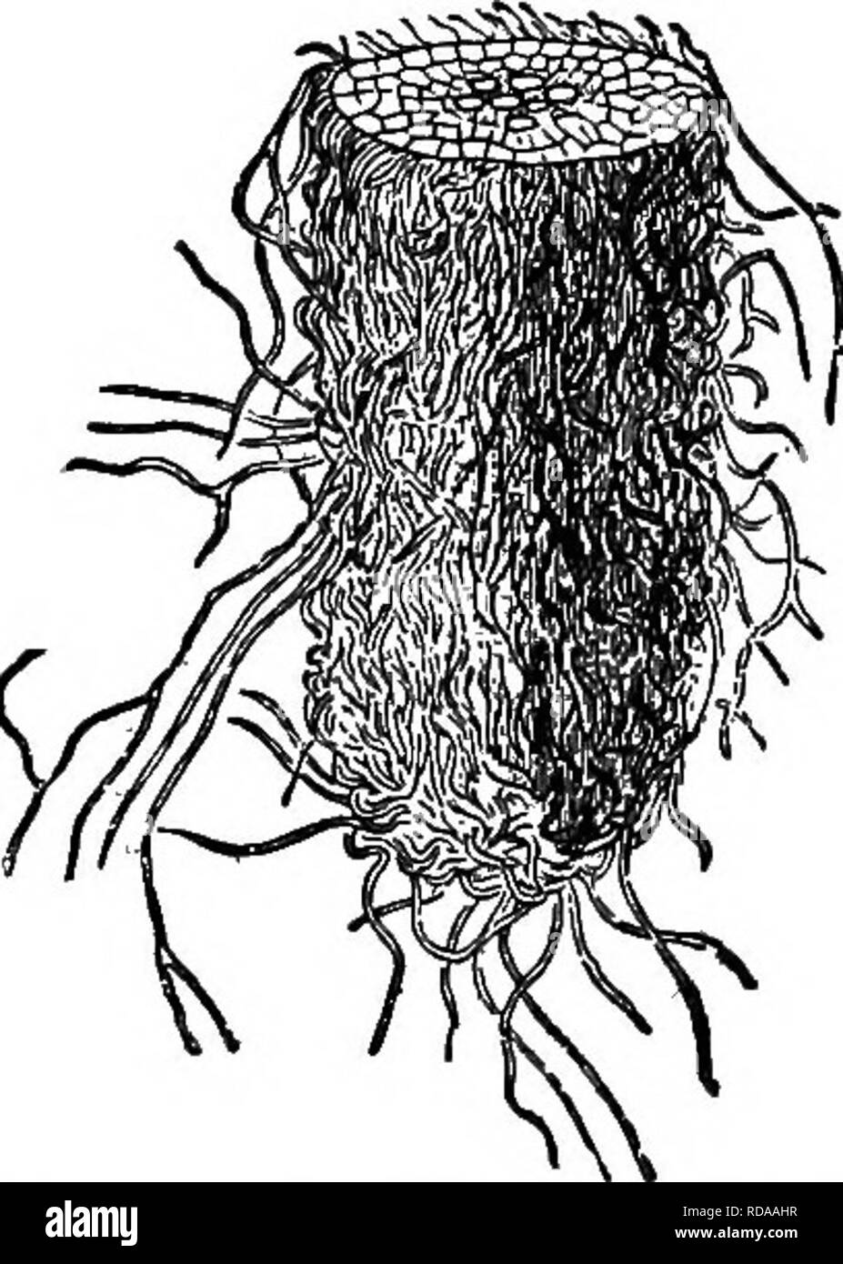 Rust fungus spore Black and White Stock Photos & Images - Alamy