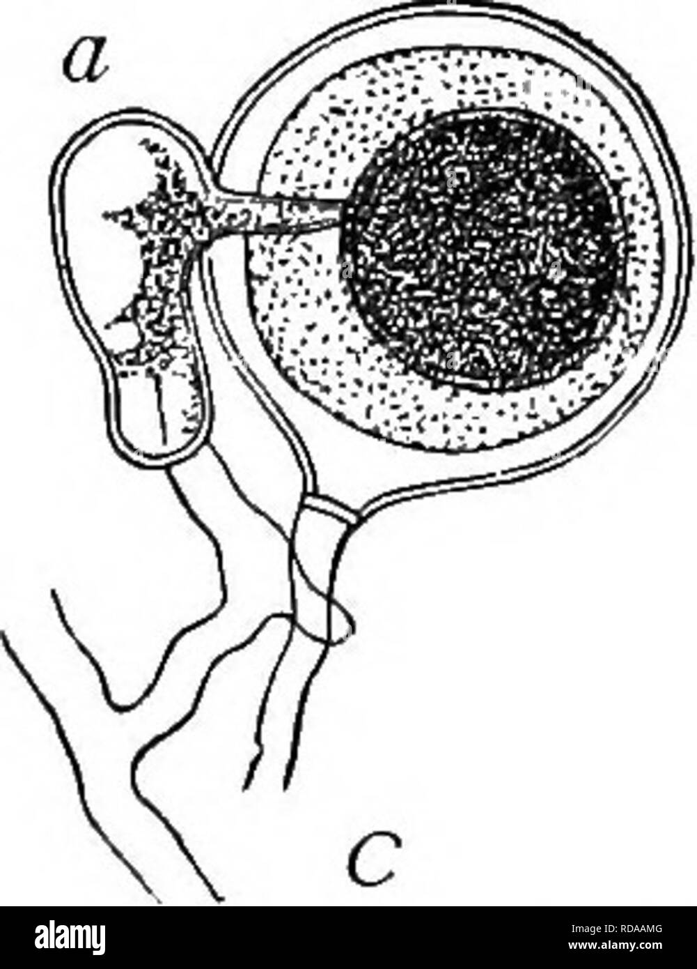 Antheridium oogonium Black and White Stock Photos & Images - Alamy