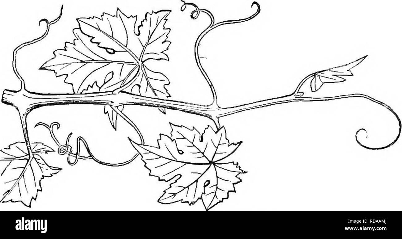 . Botany for young people and common schools. How plants grow, a simple ...