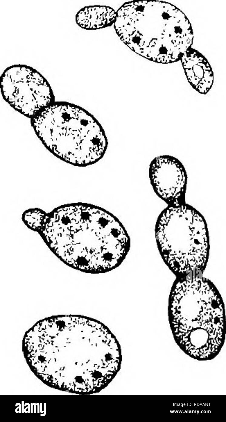 Budding yeasts Black and White Stock Photos & Images - Alamy