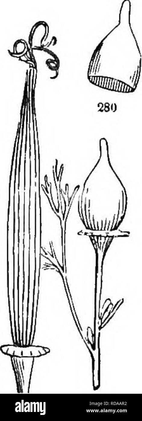 . Botany for young people and common schools. How plants grow, a simple ...