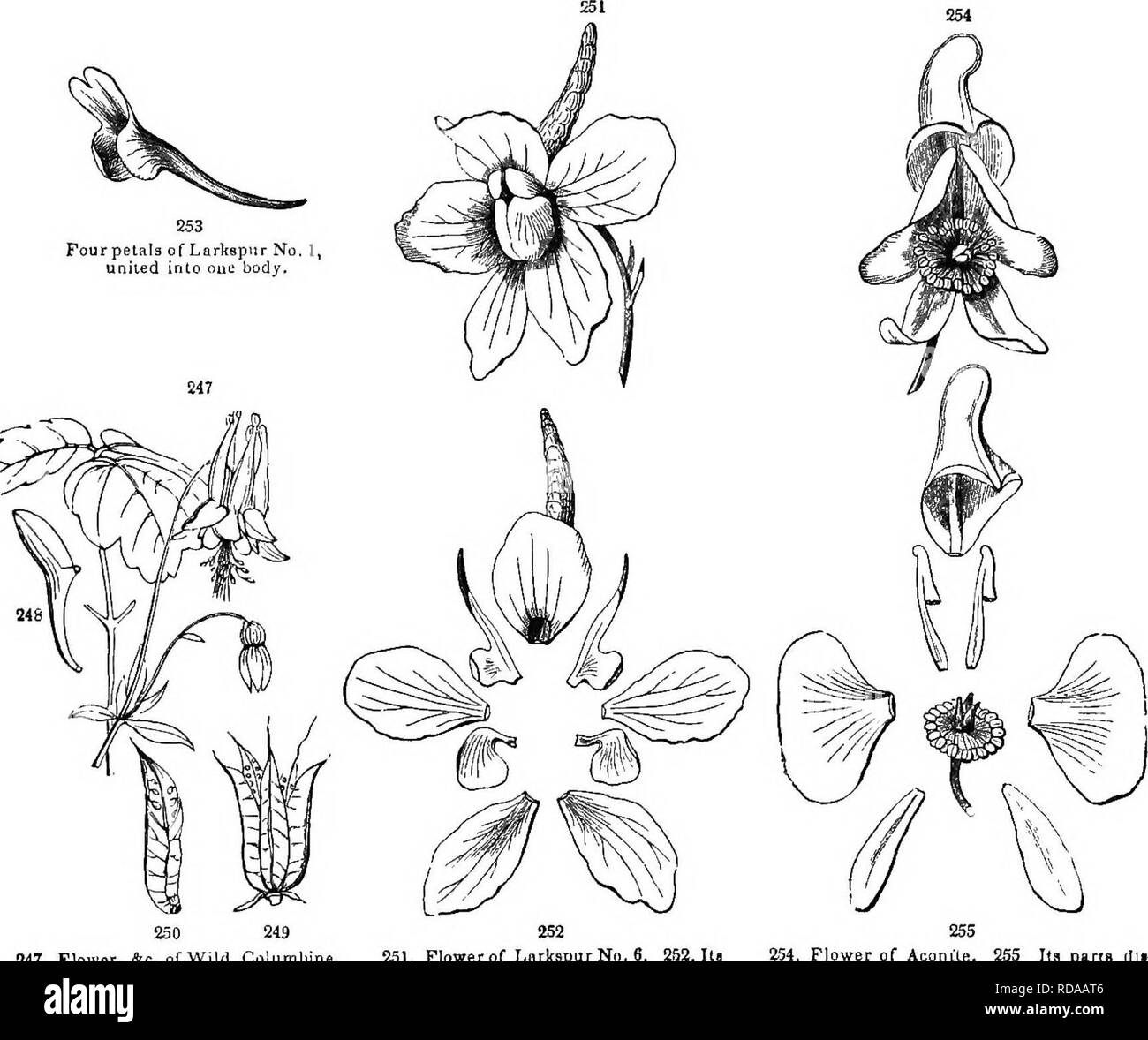 . Botany for young people and common schools. How plants grow, a simple ...