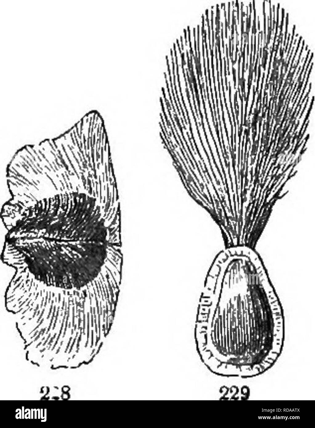 . Botany for young people and common schools. How plants grow, a simple ...