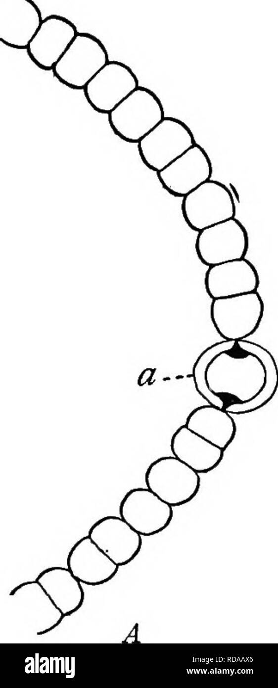 Heterocyst of nostoc hi-res stock photography and images - Alamy