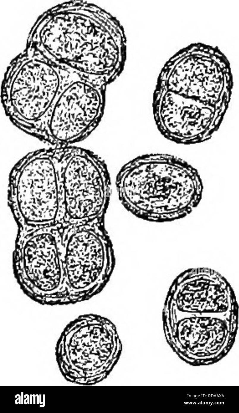 . A text-book of botany for secondary schools. Botany. ALG^ 99 posed of ...