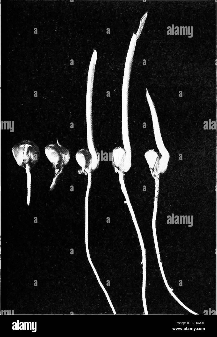 . A text-book of botany for secondary schools. Botany. 96 A TEXT-BOOK ...