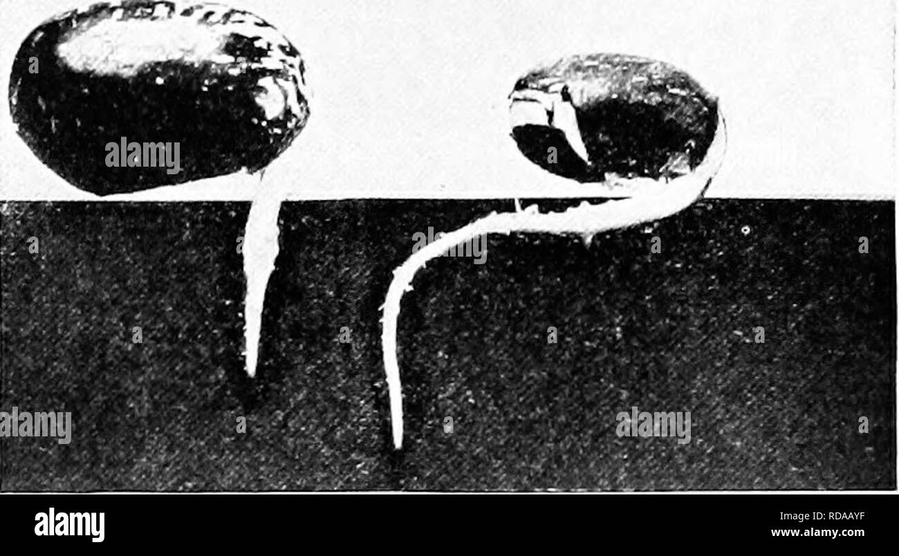 . A text-book of botany for secondary schools. Botany. GERMINATION OP ...