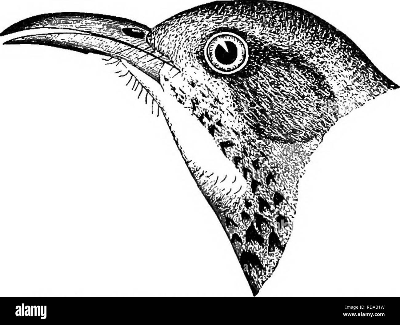 Pale outline edges Black and White Stock Photos & Images - Alamy