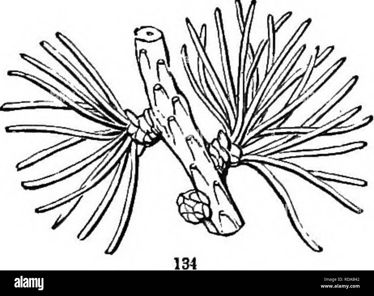 . Botany for young people and common schools. How plants grow, a simple ...