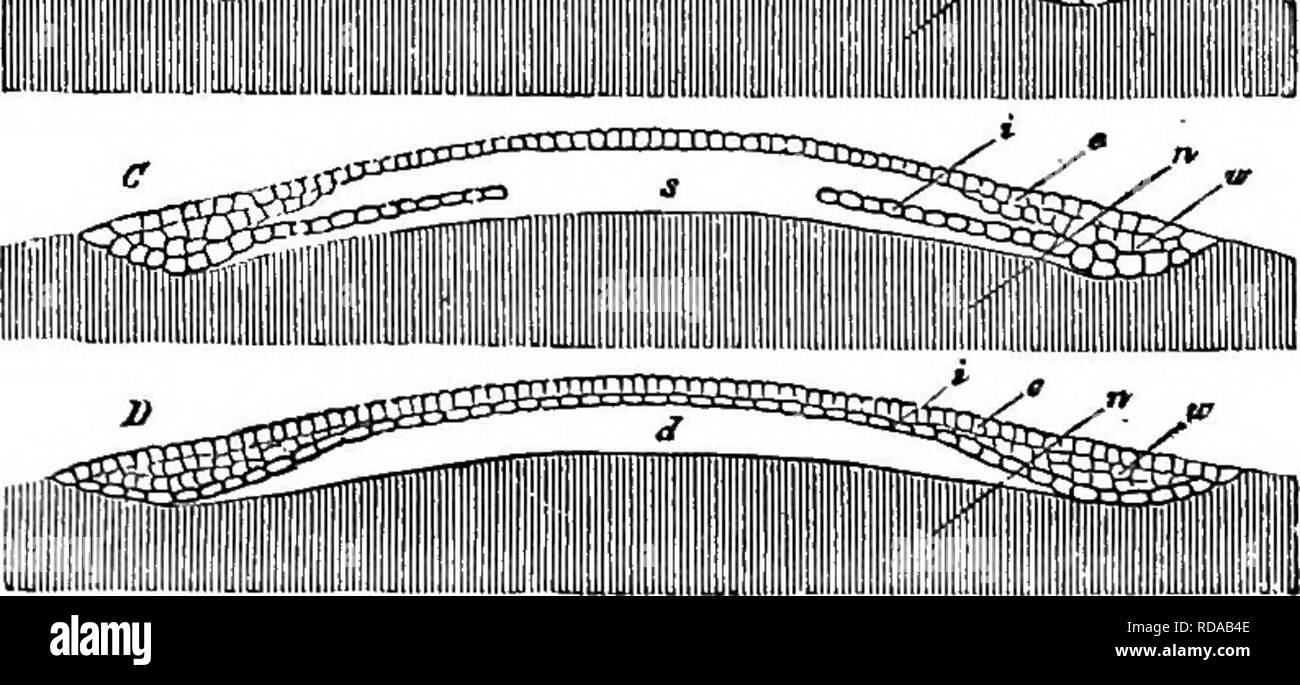 Cleavage furrow Black and White Stock Photos & Images - Alamy