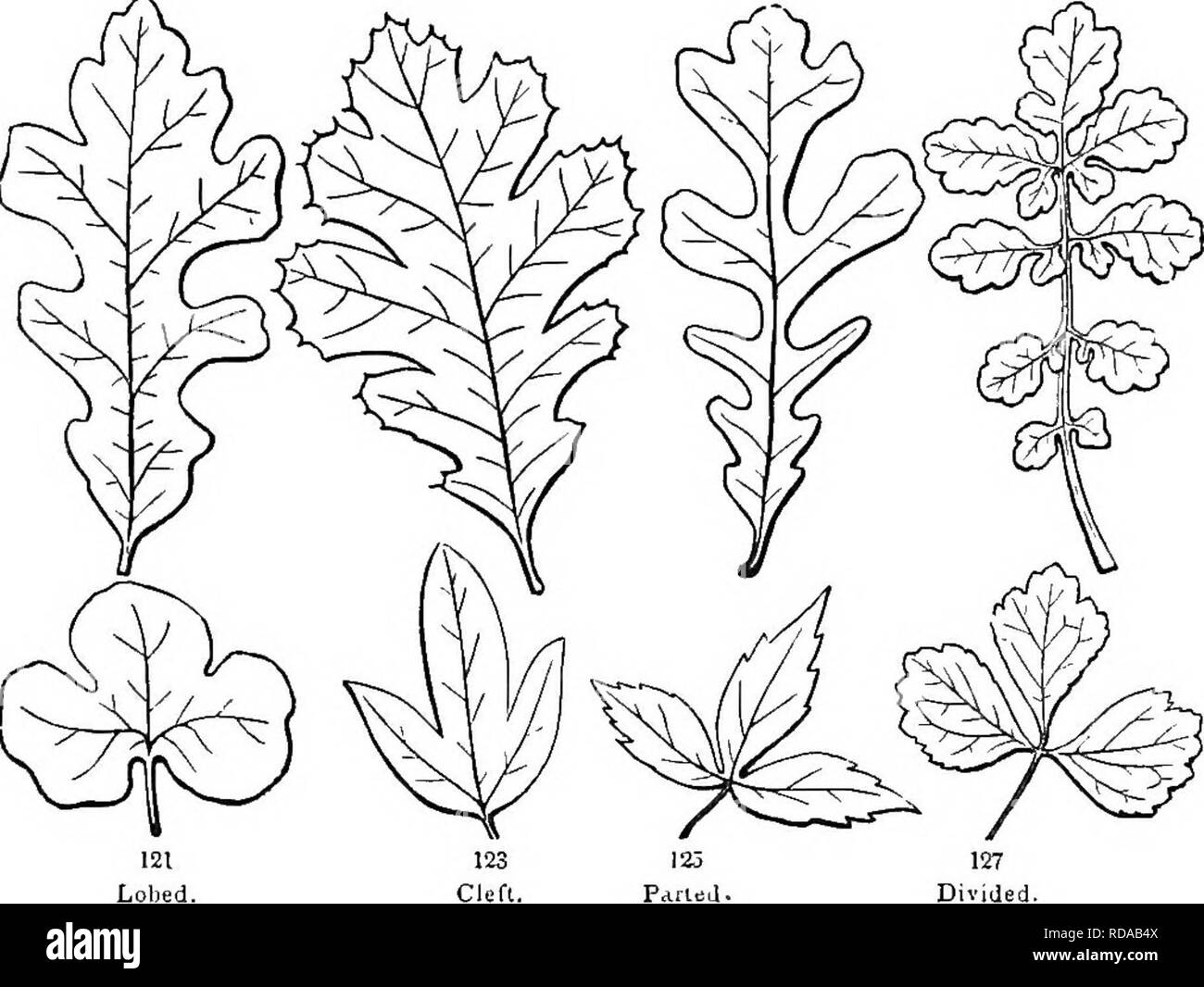 120 50 Cut Out Stock Images & Pictures - Alamy